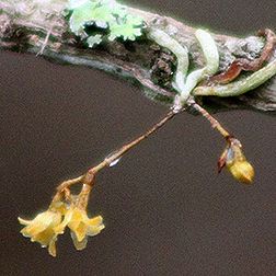 Corkscrew Swamp Sanctuary Orchids