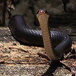 Corkscrew Swamp Sanctuary Snakes