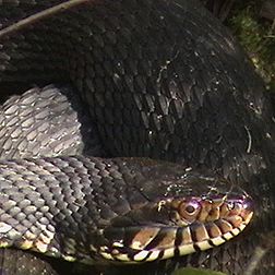 Corkscrew Swamp Sanctuary Snakes