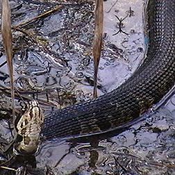Corkscrew Swamp Sanctuary Snakes