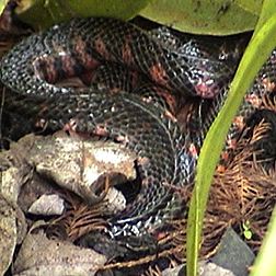 Corkscrew Swamp Sanctuary Snakes
