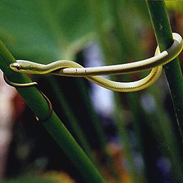 Corkscrew Swamp Sanctuary Snakes