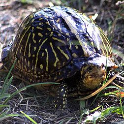 Corkscrew Swamp Sanctuary Turtles